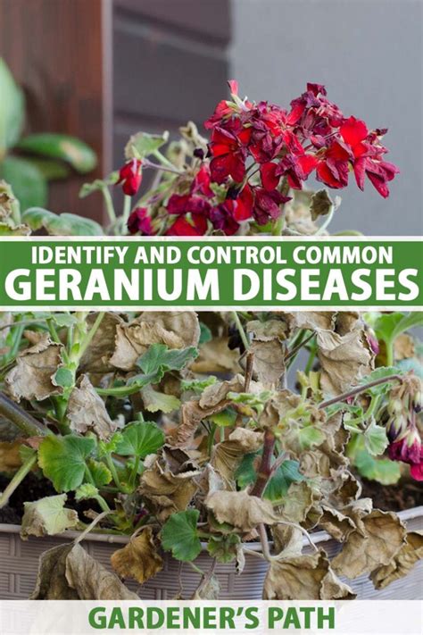 9 Common Geranium Diseases And How To Address Them