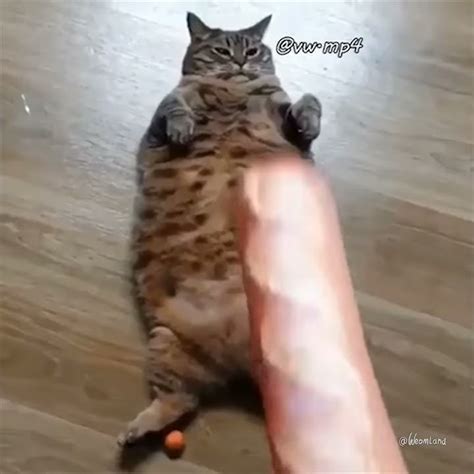 Кот Француз И Багет Youtube