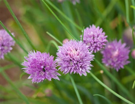 Are Chives Perennial Or Annual Plants