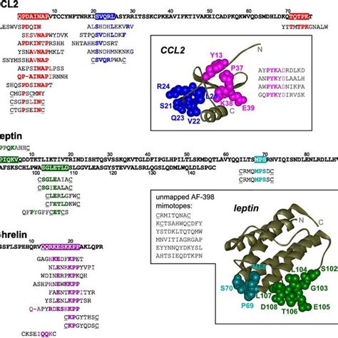 Pdf Epitope Mapping Of Mono And Polyclonal Antibodies By Screening