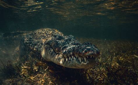 Whats The Difference Between A Nile Crocodile And Saltwater Crocodile