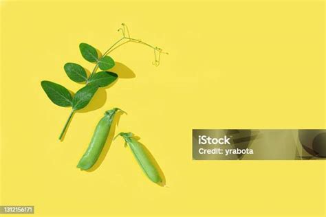 잎 완두콩 건강한 야채 음식 젊은 녹색 싹신선한 달콤한 녹색 완두콩 포드 건강한 식생활에 대한 스톡 사진 및 기타 이미지 건강한 식생활 꼬투리 나뭇가지 Istock