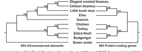 Figure 2 From Genomic Support For A Moa Tinamou Clade And Adaptive