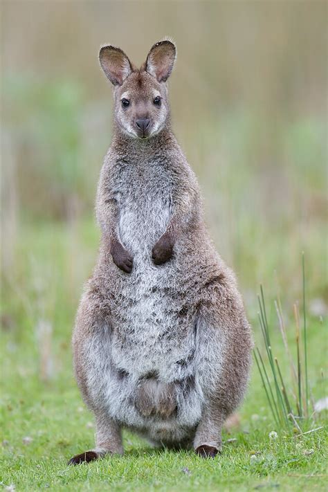 Red Necked Wallaby Wikipedia