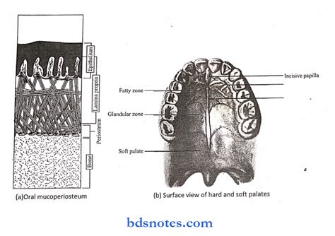 Oral Mucous Membrane Question And Answers Bds Notes