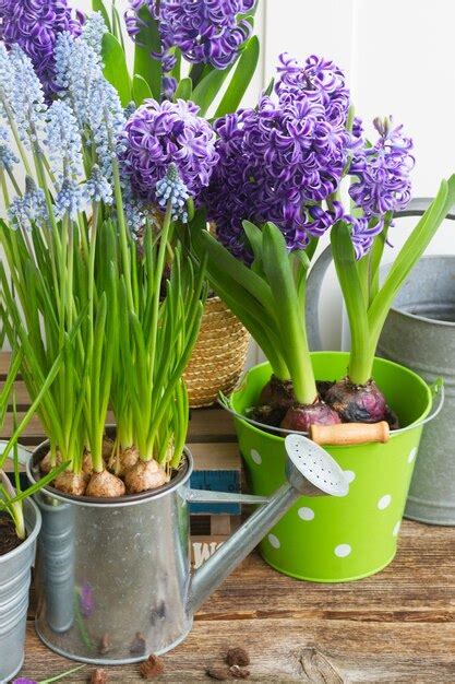 Alliums Pots Images Free Download On Freepik