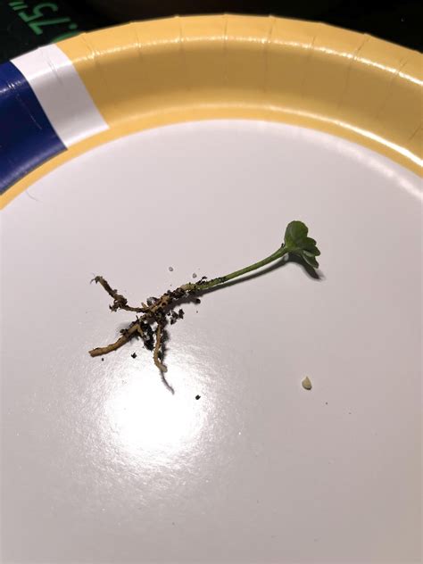 Seedling Root Photos Rcitrus