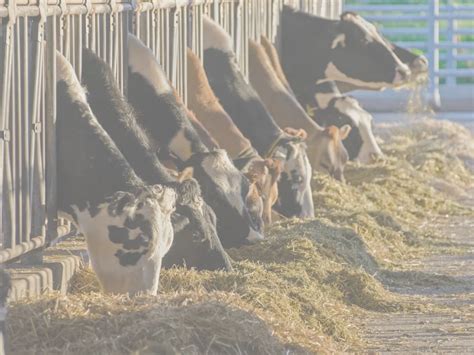 The Link Between Digestive Health And Immunity In Cattle Van Beek Natural Science