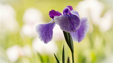 Iris Wallpapers Top Free Iris Backgrounds Wallpaperaccess