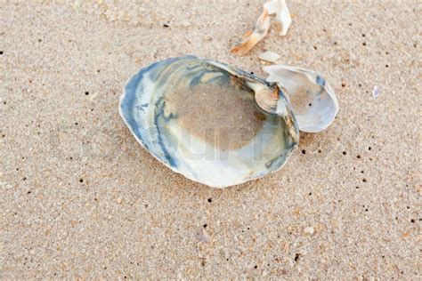 Clam Shell On The Beach Stock Image Colourbox