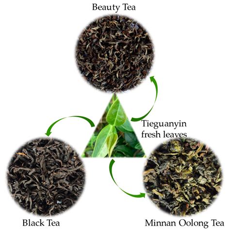 Chemical And Quality Analysis Of Beauty Tea Processed From Fresh Leaves