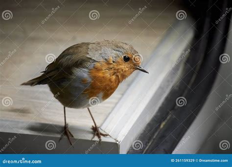 A Beautiful Robin Captured In Scotland Stock Image Image Of Wild Isolated 261159329