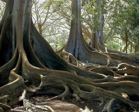 Jurassic Park Tree Artofit