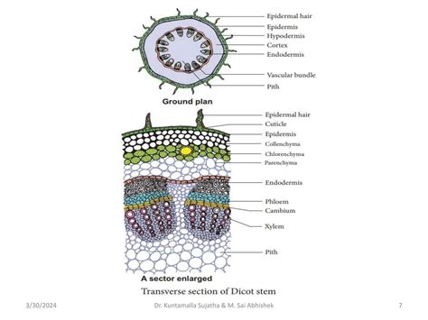 Dicot Monocot Stem Structure Functions PPTX Gardening Home Garden