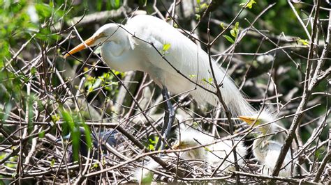 Great Egret North Louisiana Wildlife