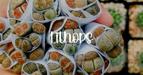 Lithops Understanding The Unique Features And Care Requirements And 4 Easy Ways To Tell When
