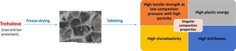 Tableting Properties Of Freeze Dried Trehalose Physico Chemical And