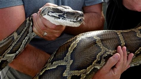 Burmese Python Eating Human