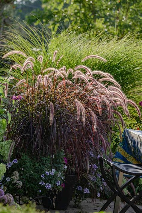 How To Grow Fountain Grass Gardeners Path