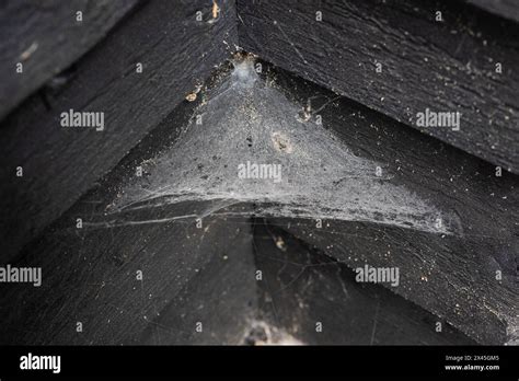 Multiple Spiders Web In A Corner By Black Walls Stock Photo Alamy