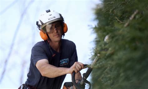 Why Tree Pruning Is Crucial For Safety And Vitality