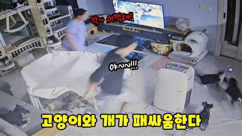 엄마고양이와 강아지가 패싸움한 이유가 대반전에 반전이 Youtube