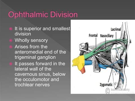 Trigeminal Nerve Ppt Pptx