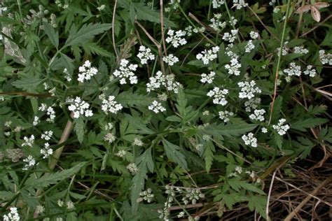 Torilis Arvensis Hedge Parsley Insightweeds