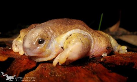 The Turtle Frog Myobatrachus Gouldii Is One Of The Most Fossorial
