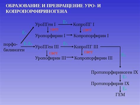1. Распад гема. 2. Синтез гемоглобина. 3. Регуляция