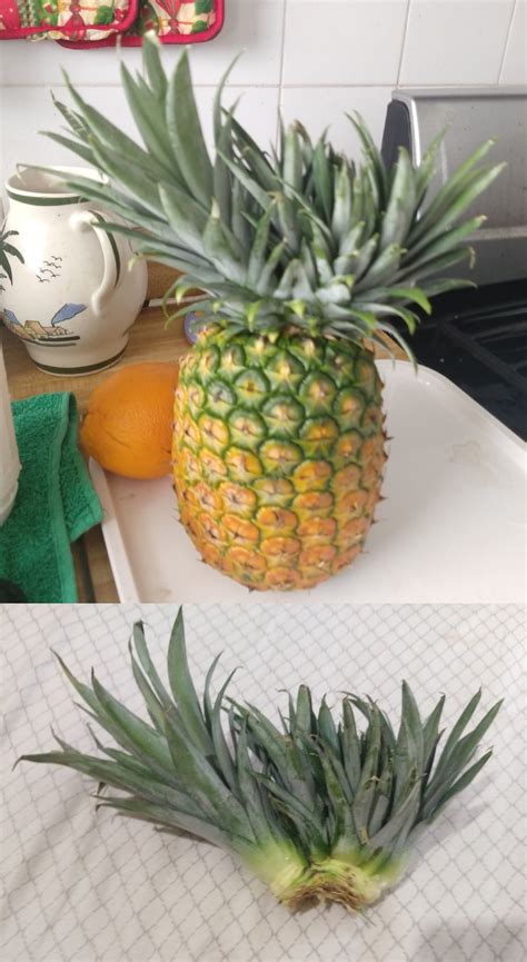 My Mom Found This Mutant Pineapple And Im Gonna Plant It To See What