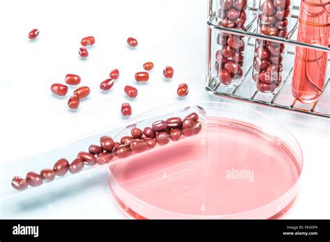 Red beans genetically modified, Plant Cell biotechnology Stock Photo ...
