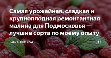 Самая урожайная, сладкая и крупноплодная ремонтантная малина для ...
