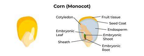 Monocot Seed Vs Dicot Seed