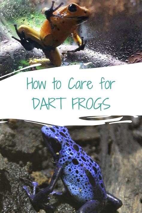 Dart Frog Care What You Need To Know To Keep Dart Frogs Food Feeding Humidity Temperature