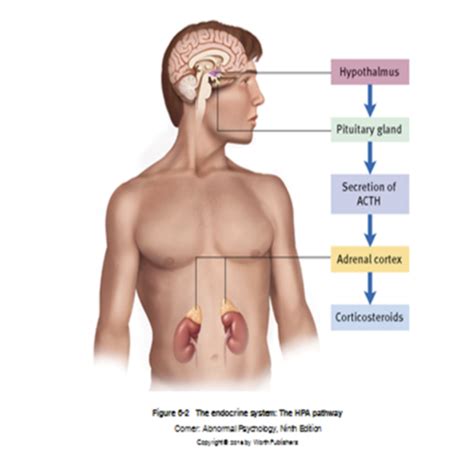 Psyc Chapter Flashcards Quizlet