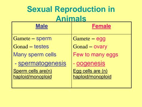 Solution Sexual Reproduction In Animals Studypool