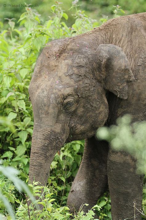 Asian Elephant Calf By Prasad Natarajan On Deviantart