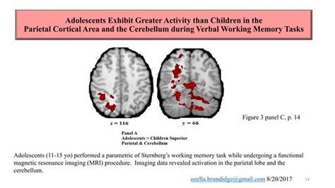 Neural Correlates Of Working Memory Ppt