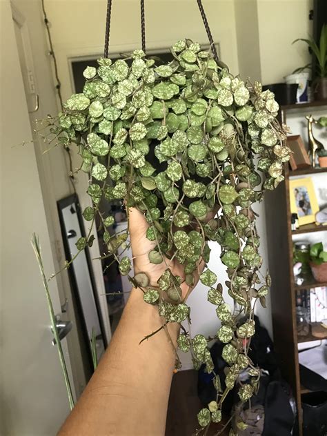 My Hoya curtisii : r/houseplants
