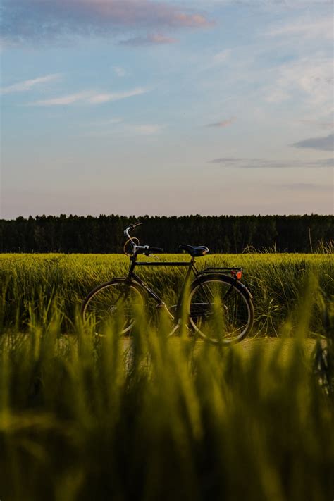 무료 사진 밀밭 옥수수 밭 시골 농업 풍경 농촌 밀