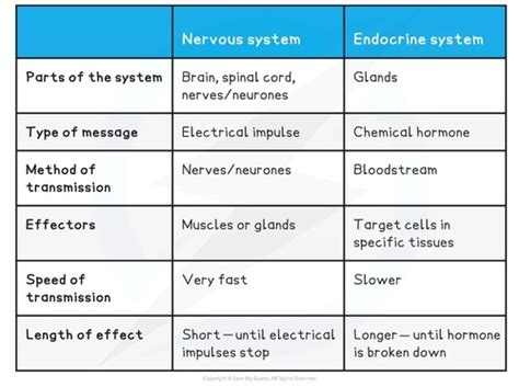 Endocrine System Pnb 2264 Flashcards Quizlet