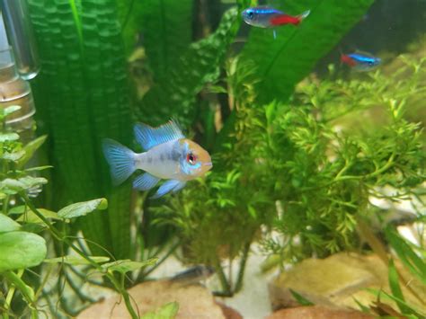 Did Someone Say Ram R Aquariums