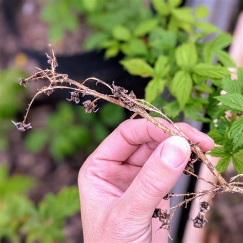 Pruning Raspberries Trimming Everbearing And Summer Bearing Crops Bunnys Garden Pruning Raspberries Trimming Everbearing And Summer Bearing Crops Bunnys Garden
