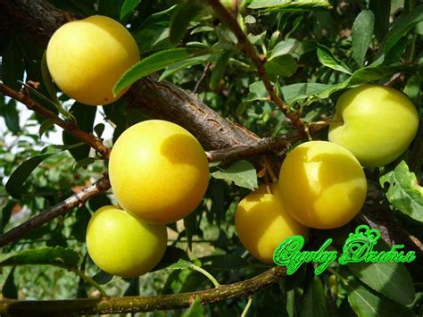 Алыча Царская: описание сорта