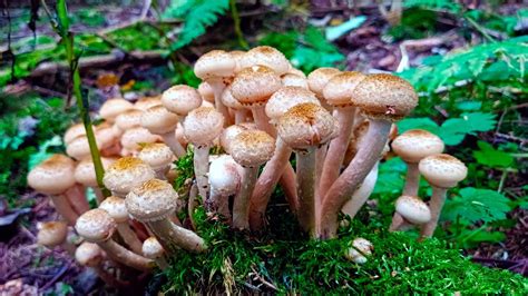 🍀 ОПЯТЬ ОПЯТА ⭐ОТЧЕТ 16 сентября 2023⭐ Владимирская обл п Ставрово🌲 грибы Youtube