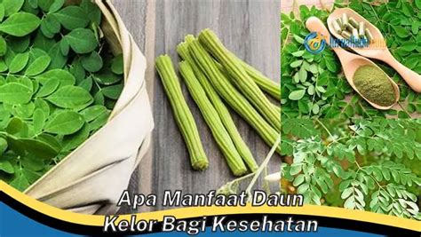6 Khasiat Daun Kelor yang Jarang Diketahui