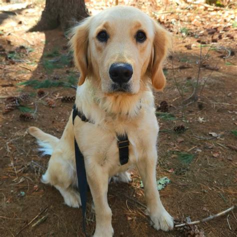 Adoptable Dogs Yankee Golden Retriever Rescue
