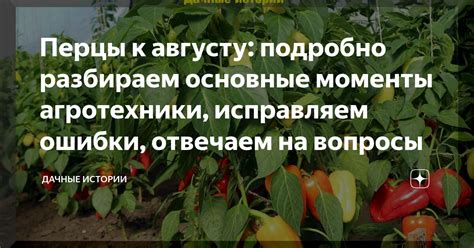 Перцы к августу подробно разбираем основные моменты агротехники