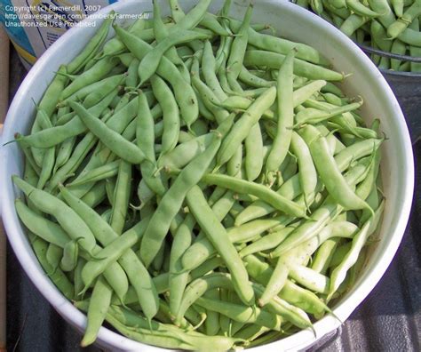 What Are State Half Runner Beans At Daniel Gilmore Blog